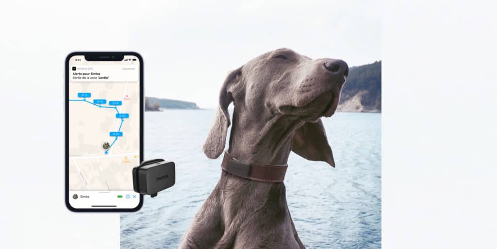 Pet Tracker Invoxia Test - Les balades en extérieur l'esprit tranquille